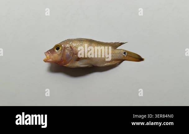 Studio shot of an isolated freshwater Petenia splendida cichlid fish ...
