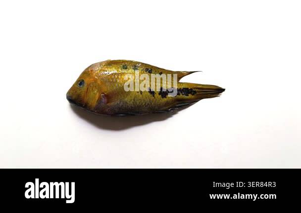Side view of an isolated freshwater mojarra cichlid fish caught in Lake ...