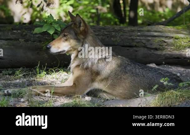 The wolf, Canis lupus, also known as the grey wolf or timber wolf is a ...