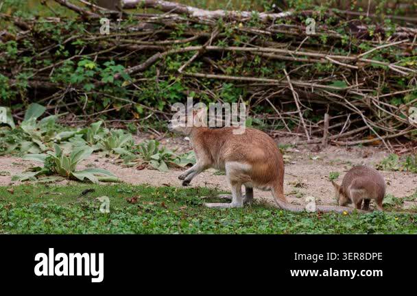 Sand Wallaby - Macropus agilisThe agile wallaby, Macropus agilis also ...