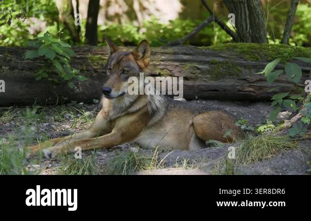 The wolf, Canis lupus, also known as the grey wolf or timber wolf is a ...