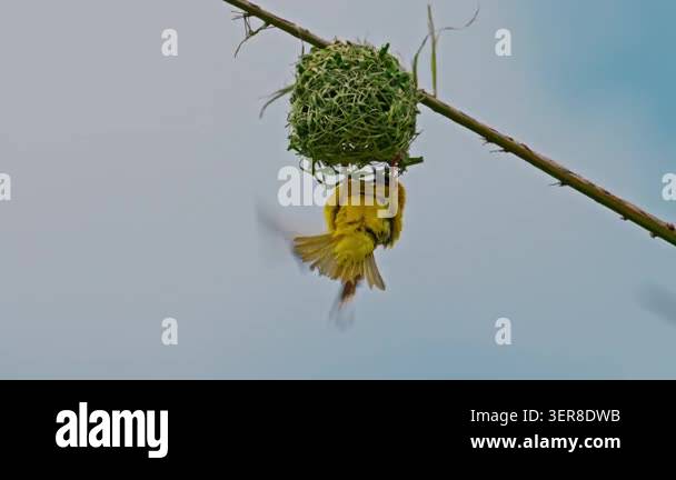 Yellow Baya Weaver bird hanging with nest Stock Video Footage - Alamy