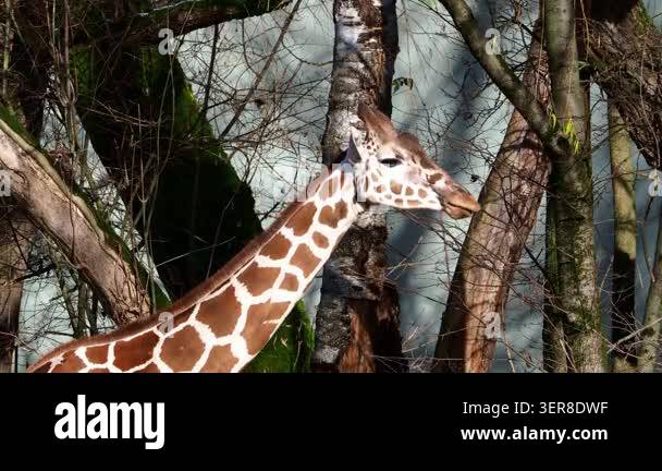 Giraffe, Giraffa camelopardalis is an African even-toed ungulate mammal ...