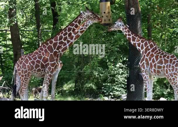 Giraffe, Giraffa camelopardalis is an African even-toed ungulate mammal ...