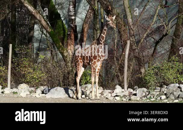 Giraffe, Giraffa camelopardalis is an African even-toed ungulate mammal ...