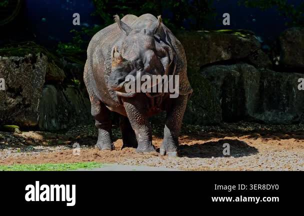 The Indian Rhinoceros, Rhinoceros unicornis is also called Greater One ...