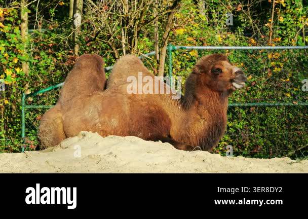 The Bactrian camel, Camelus bactrianus is a large, even-toed ungulate ...