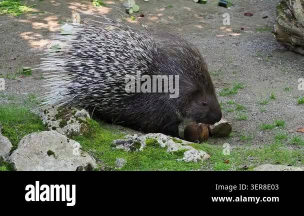 The Indian crested Porcupine, Hystrix indica or Indian porcupine is a ...