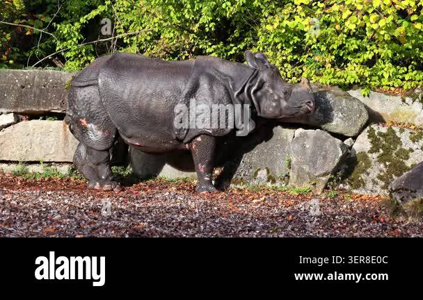 The Indian Rhinoceros, Rhinoceros unicornis is also called Greater One ...