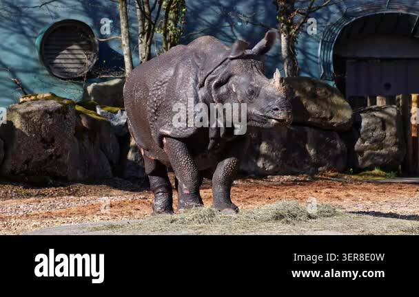 The Indian Rhinoceros, Rhinoceros unicornis is also called Greater One ...