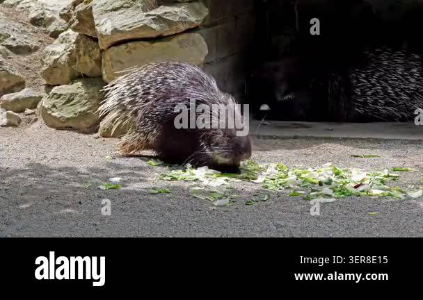 The Indian crested Porcupine, Hystrix indica or Indian porcupine is a ...