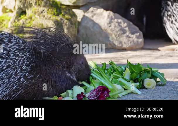 The Indian crested Porcupine, Hystrix indica or Indian porcupine is a ...