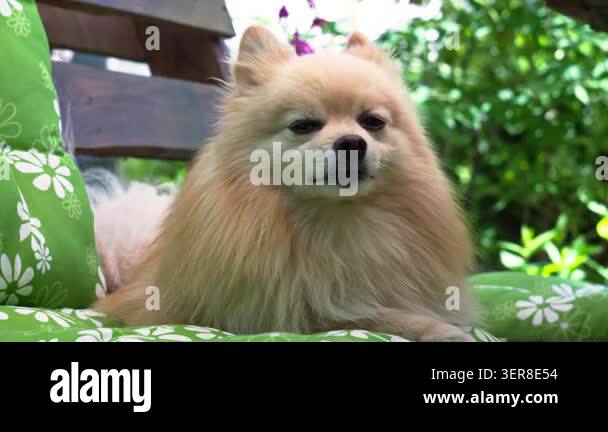 A fluffy beige Pomeranian dog rests on a green floral patterned outdoor ...