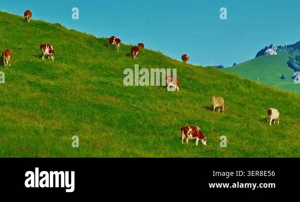 Establishing shot of Switzerland. Aerial view of the green meadows of ...