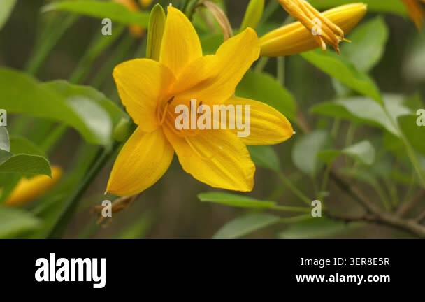 A close-up shot of a vibrant yellow daylily blossom blooming in a lush ...