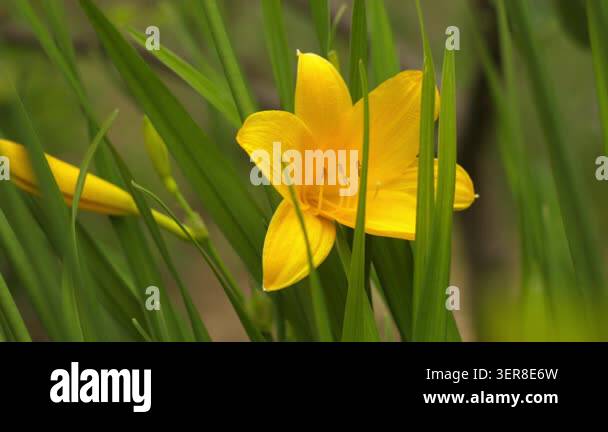 A vibrant yellow daylily blossom blooming amidst lush green foliage in ...