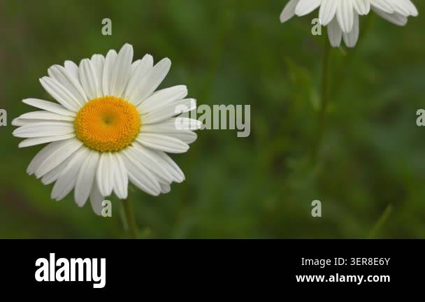 Close-up of beautiful white daisy flowers with yellow centers swaying ...