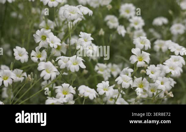 A close-up view of delicate white Cerastium flowers, also known as Snow ...