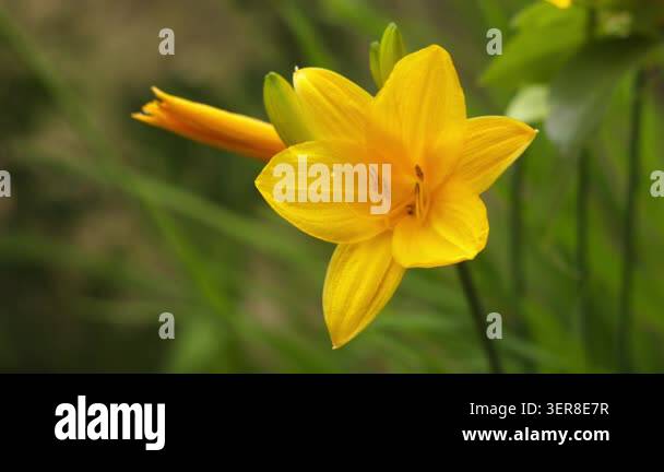 A close-up view of a vibrant yellow daylily blooming in a lush green ...