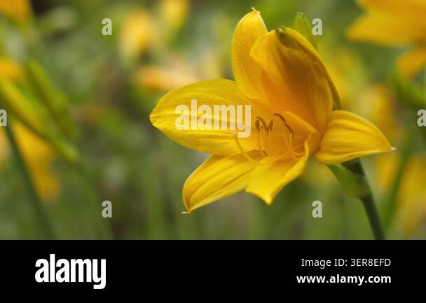 A close-up shot of a bright yellow daylily flower blooming in a garden ...