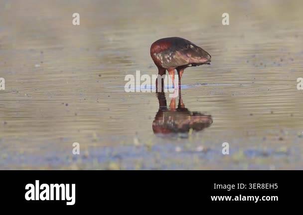 A white-faced ibis (Plegadis chihi) probes shallow water and catches ...