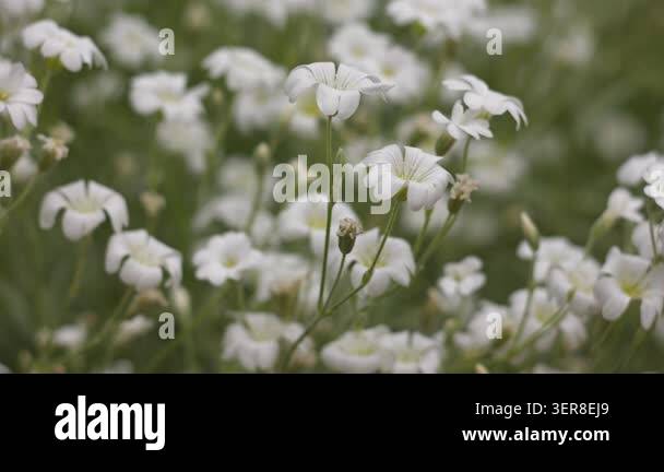 A close-up shot of blooming white Cerastium tomentosum, commonly known ...