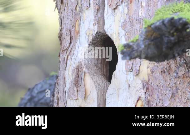 Northern flicker (Colaptes auratus) removes a fecal sac from its nest ...