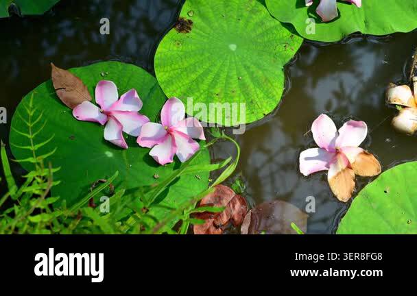 Top view of pink plumeria frangipani flowers fallen on green lotus ...