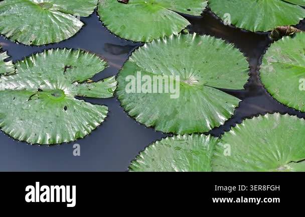 Top view of green lotus leaves floating on the water surface in a pond ...
