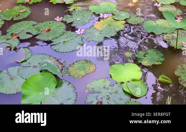 Top view of pink plumeria frangipani flowers fallen on green lotus ...
