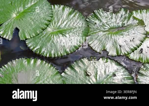 Top view of green lotus leaves floating on the water surface in a pond ...