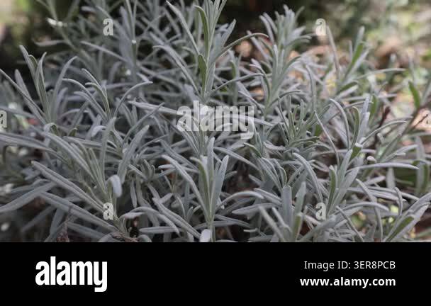 A detailed close-up of the characteristic silver-grey, linear leaves of ...