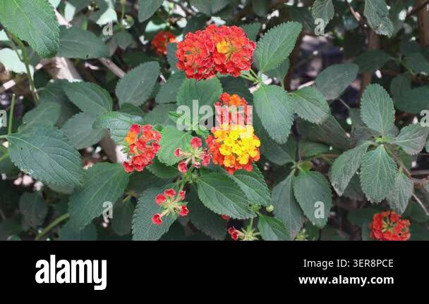 A detailed close-up of a Lantana camara shrub in bloom, showcasing its ...