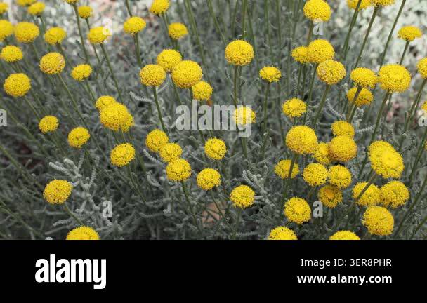A detailed close-up of the foliage and characteristic yellow flower ...