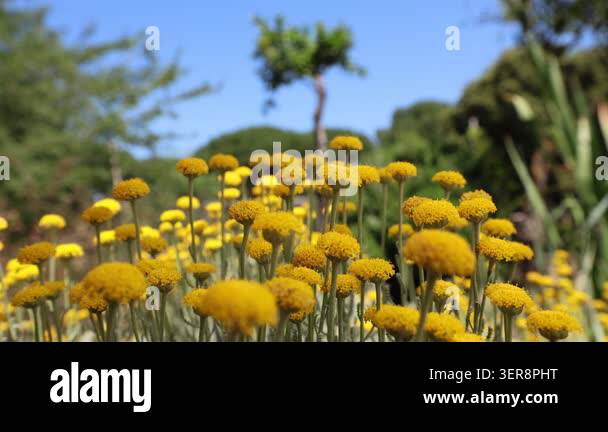 A close-up shot of yellow Santolina chamaecyparissus flower heads ...