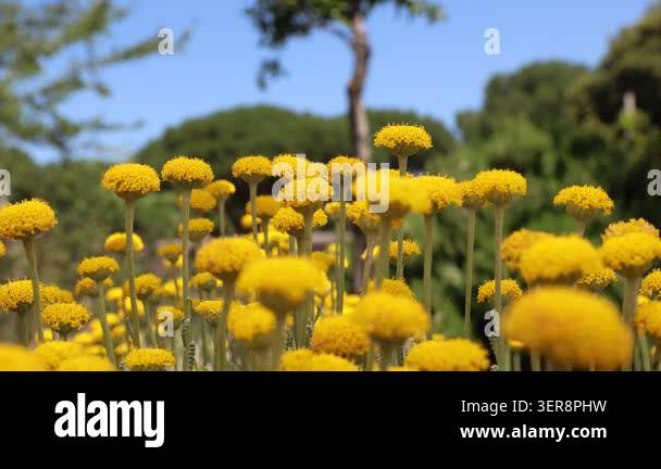 A close-up shot of yellow Santolina chamaecyparissus flower heads ...
