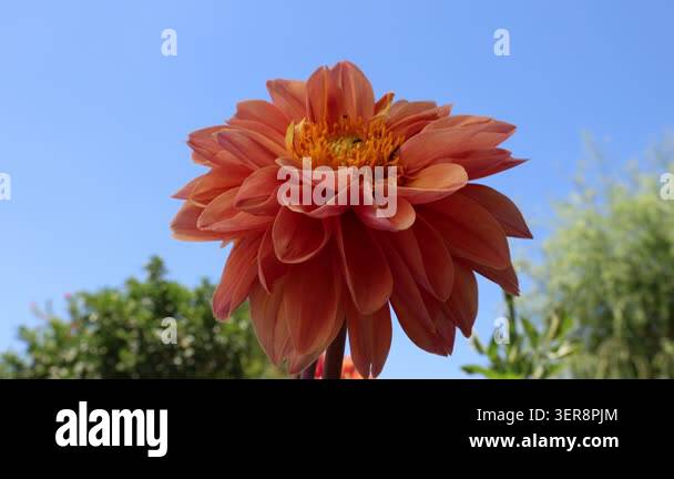 A vivid close-up of a vibrant orange Dahlia in full bloom, showcasing ...
