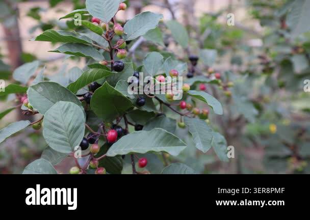 A detailed close-up of Frangula alnus (alder buckthorn) branches ...