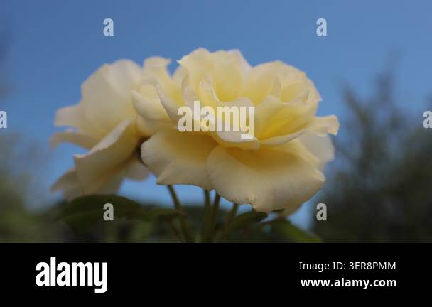 A detailed close-up of a yellow 'Buccaneer' climbing grandiflora rose ...