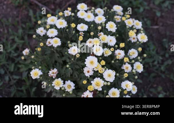 high-angle, close-up shot of a compact chrysanthemum plant featuring ...