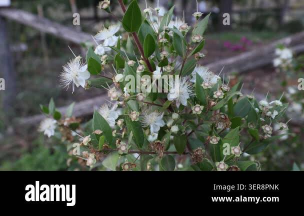 A detailed close-up of the delicate white flowers of Myrtus communis ...