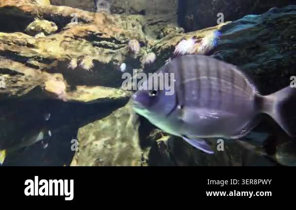 A close-up view of a striped seabream swimming near rocky formations ...