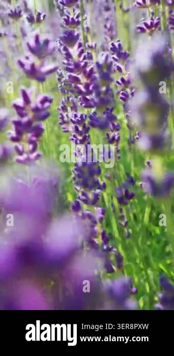Slow motion macro shot of purple lavender flowers swaying in summer ...