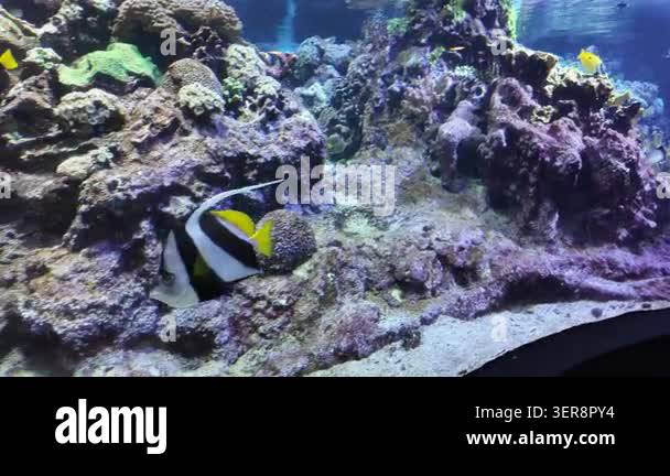 A close-up view of a longfin bannerfish swimming over a colorful coral ...