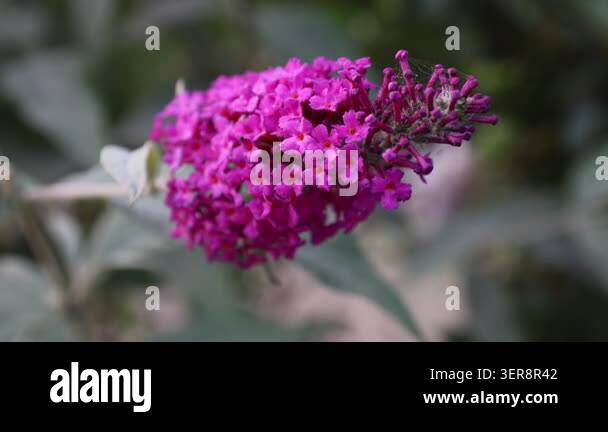 A detailed close-up of a Buddleja davidii (butterfly bush) flower spike ...
