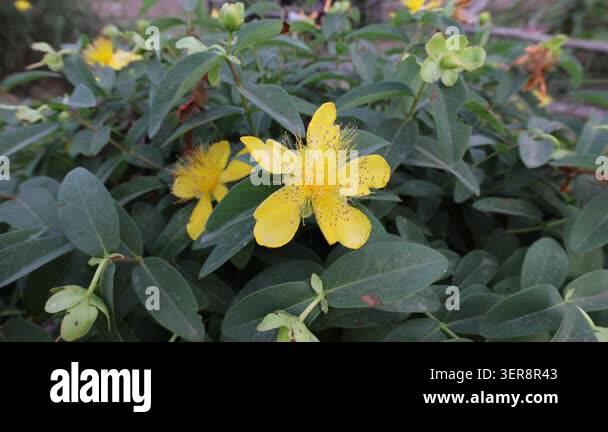 A detailed close-up of Hypericum (St. John's Wort) flowers in bloom ...