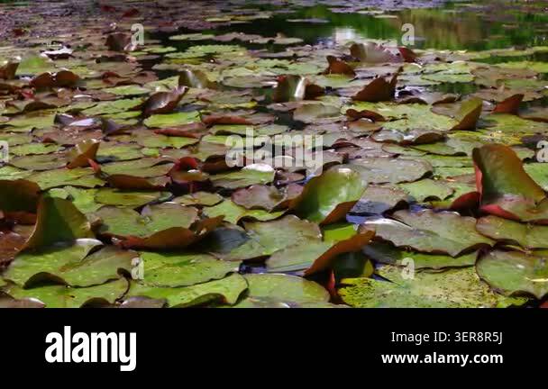 floating waterlily leaves with gentle winddriven surface movement on a ...