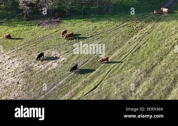 Overhead view of livestock in countryside pasture Stock Video Footage ...