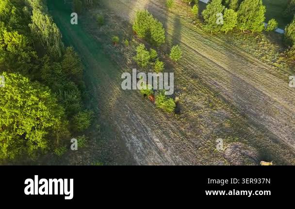 Green pasture with highland cows from above Stock Video Footage - Alamy