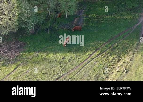 Highland cattle in green field with woodland background Stock Video ...